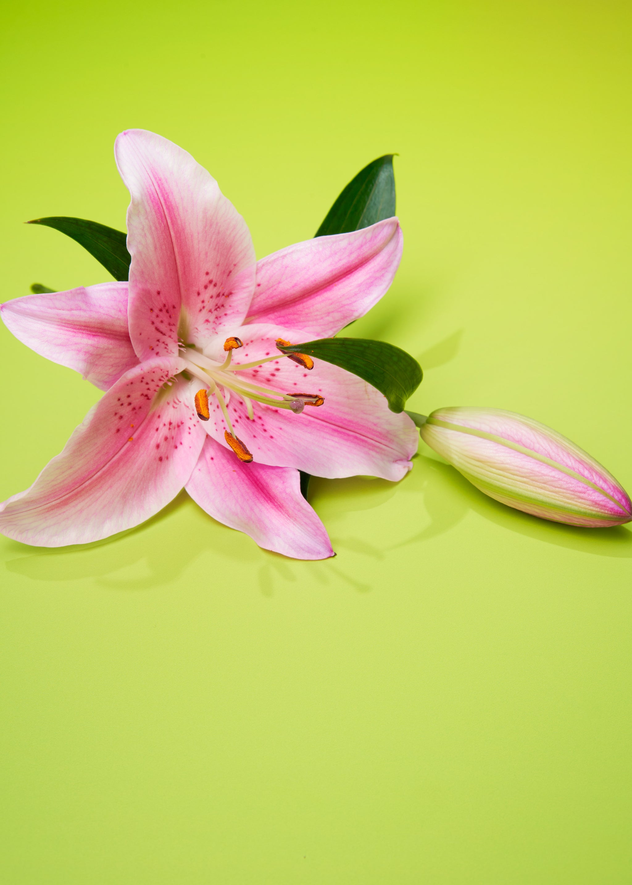 Flat Neon Green Vinyl Backdrop for Product & Food Photography – Club ...